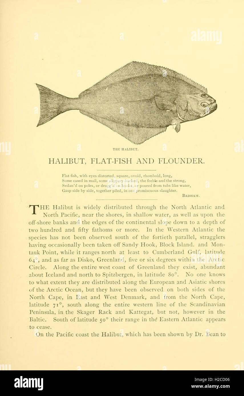 Drawing Halibut High Resolution Stock Photography and Images - Alamy