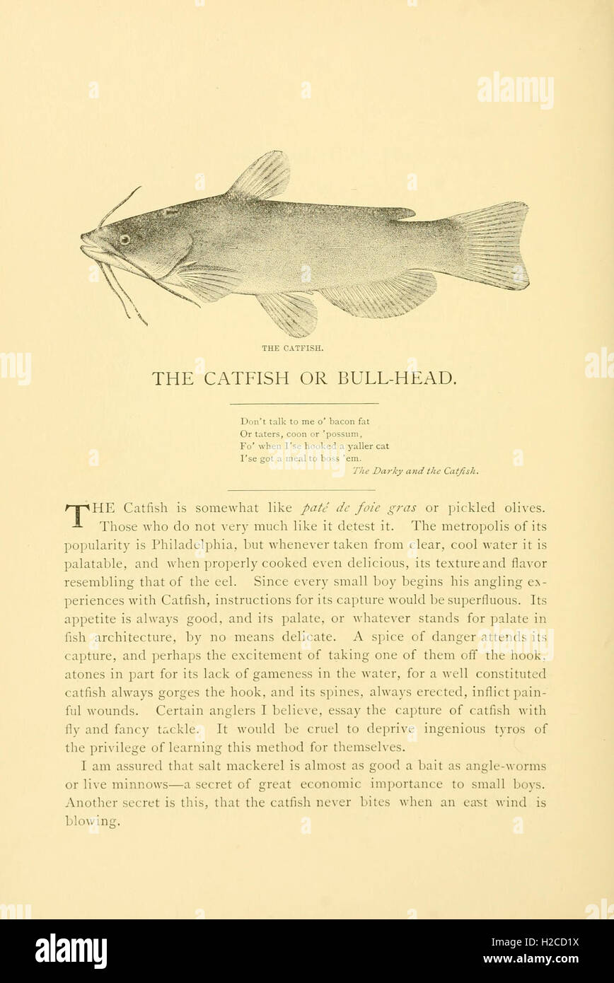 This section discusses American fish species, specifically the catfish ...