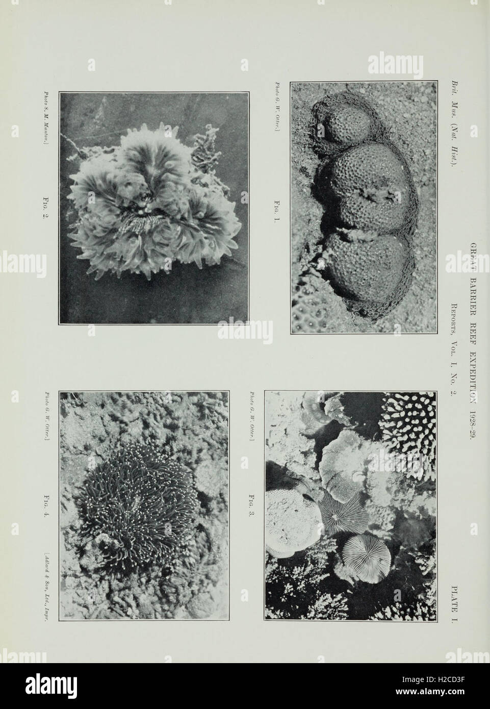 The Great Barrier Reef expedition of 1928-29 documented marine ...