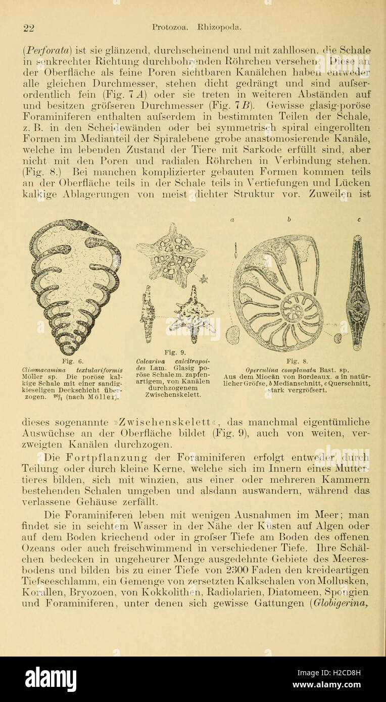 An introduction to the fundamentals of paleontology, focusing on key ...