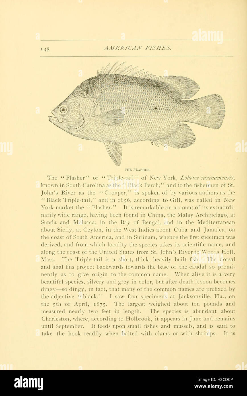 This page from 'American Fishes' depicts the flasher fish, providing ...