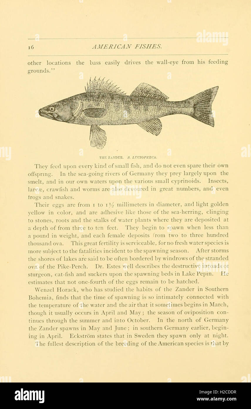 A detailed examination of the Zander fish species in America, including ...