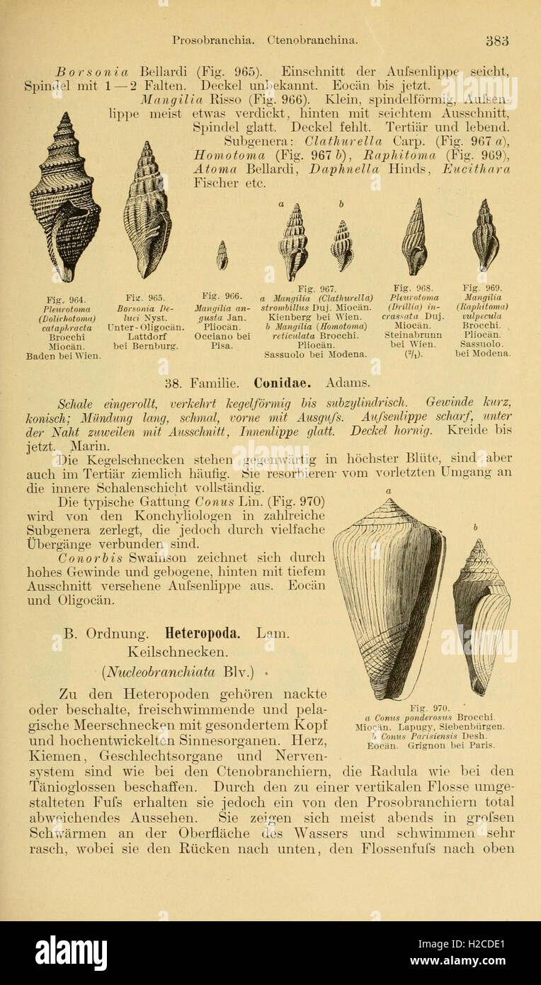 The work provides an introduction to paleontology, focusing on the ...