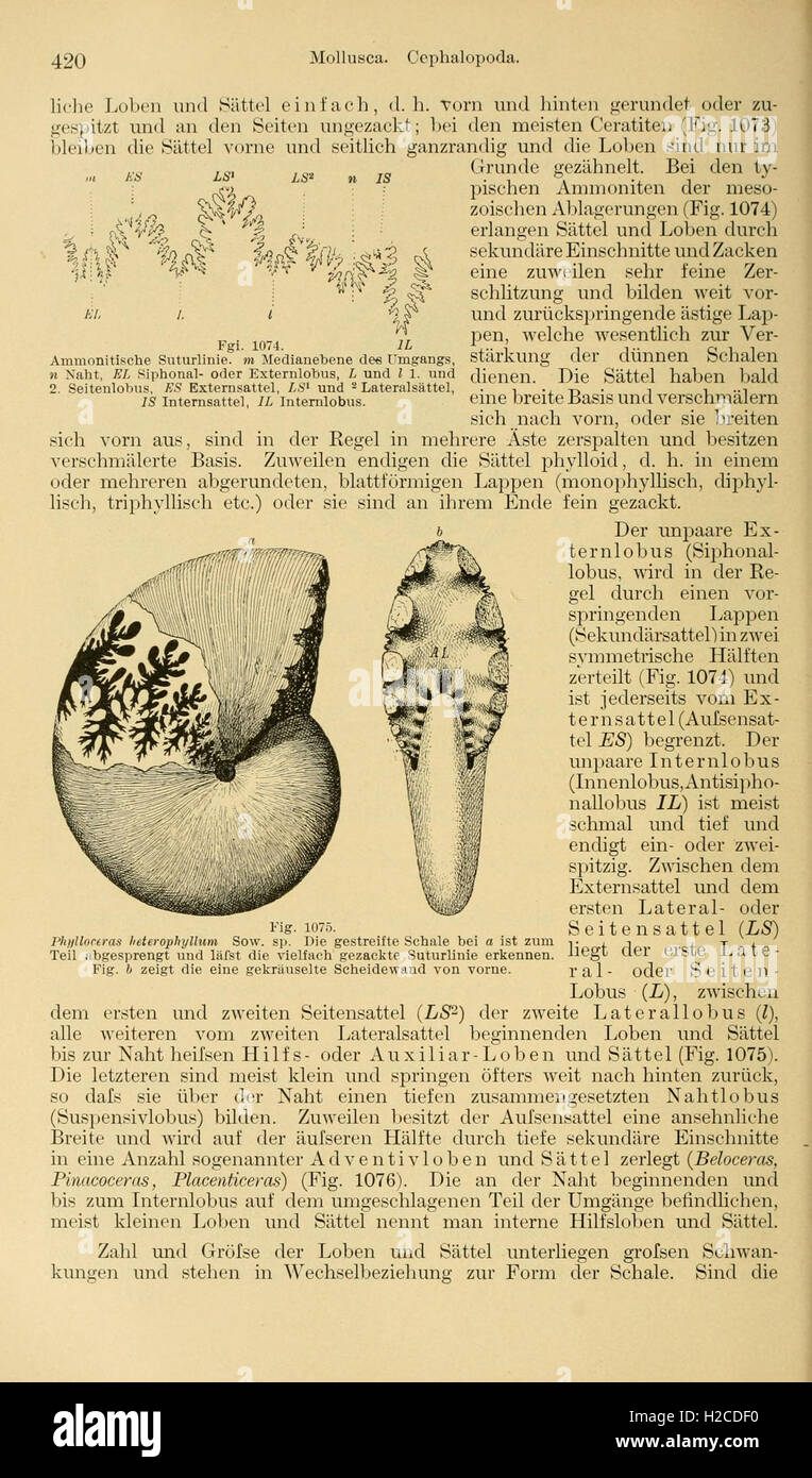 A fundamental overview of paleontology, covering the study of fossils ...