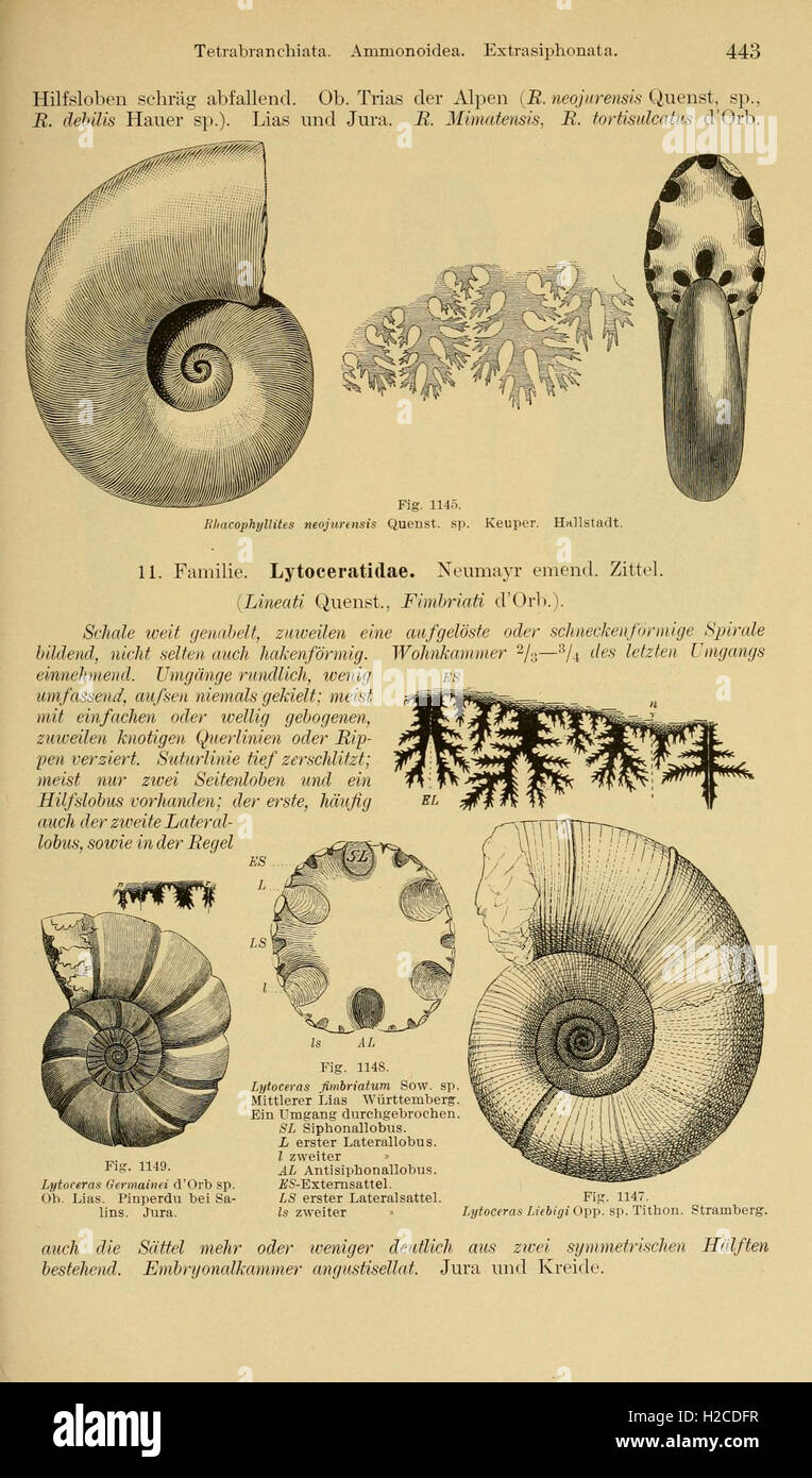 Timeline of life on earth hi-res stock photography and images - Alamy