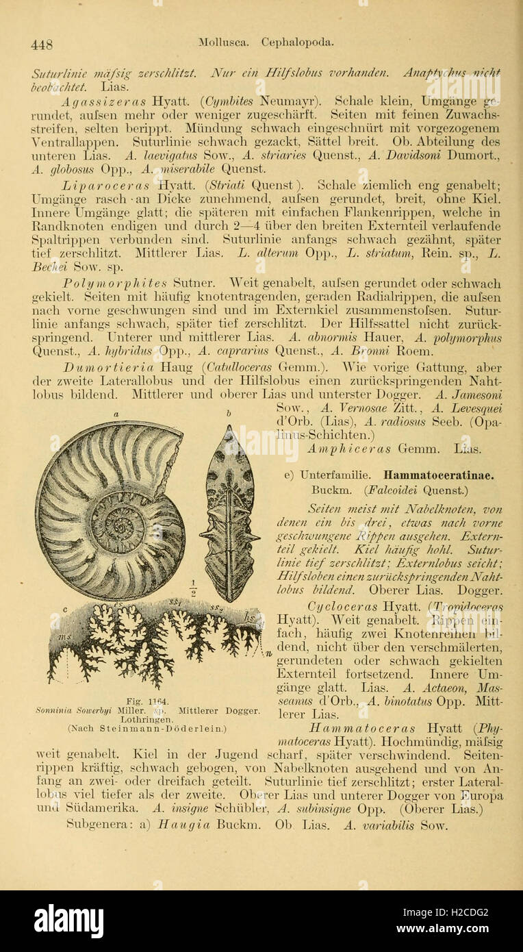 This page covers fundamental principles of paleontology, including ...