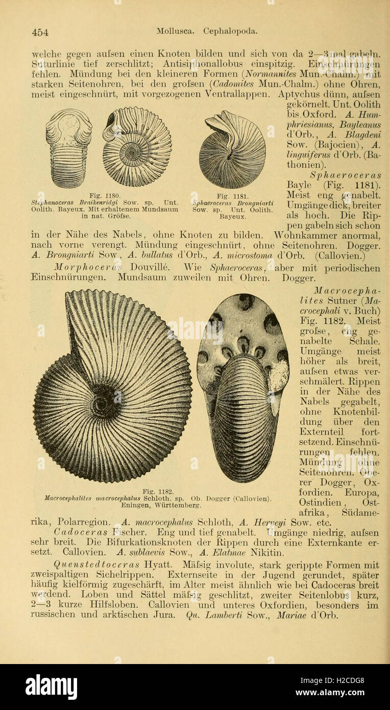 This work on the fundamentals of paleontology outlines key principles ...