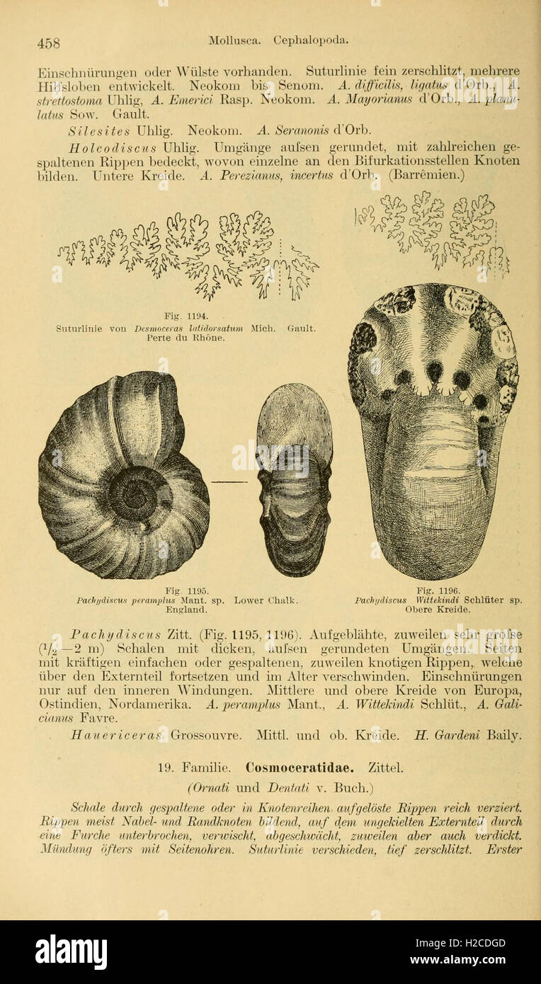This work presents the basics of paleontology, providing an overview of ...