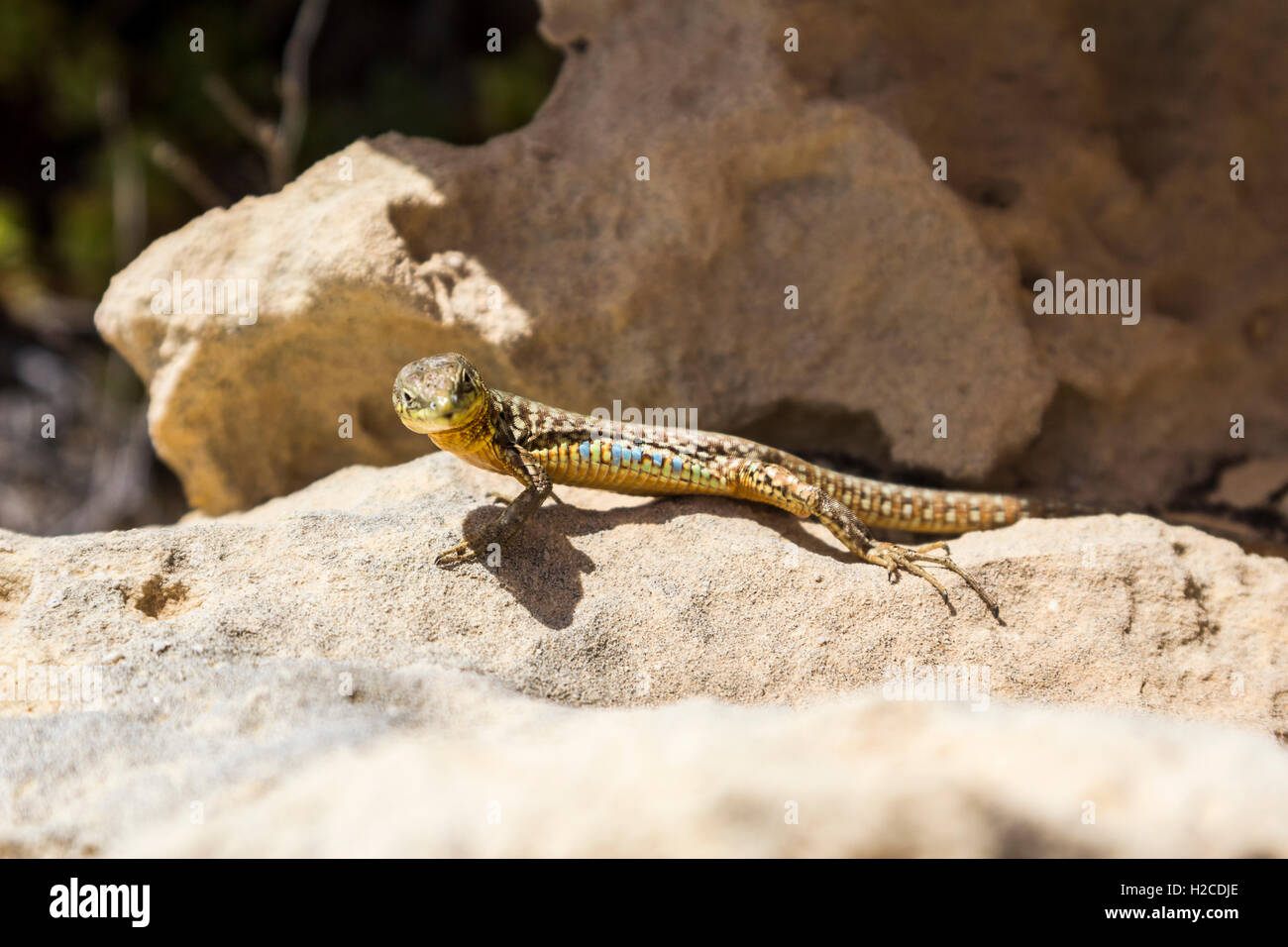 A male Maltese Wall Lizard (Podarcis filfolensis ssp maltensis) in ...