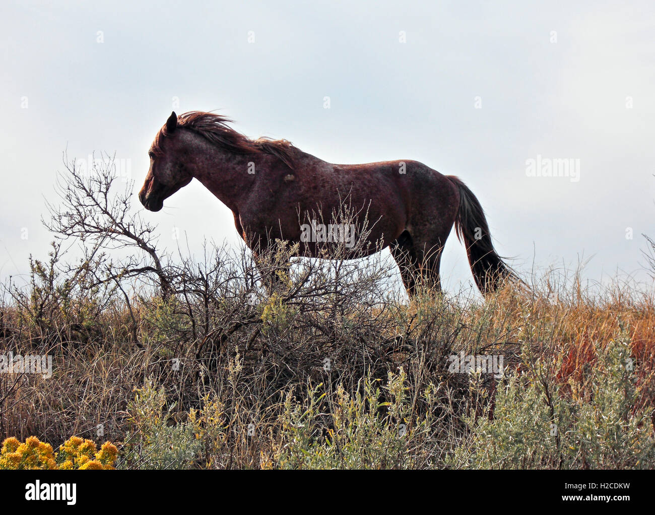 Theodore Roosevelt National Park Horse Stock Photos & Theodore ...