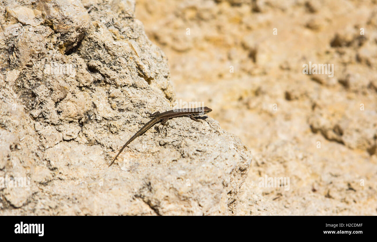 A male Maltese Wall Lizard (Podarcis filfolensis ssp maltensis) in ...