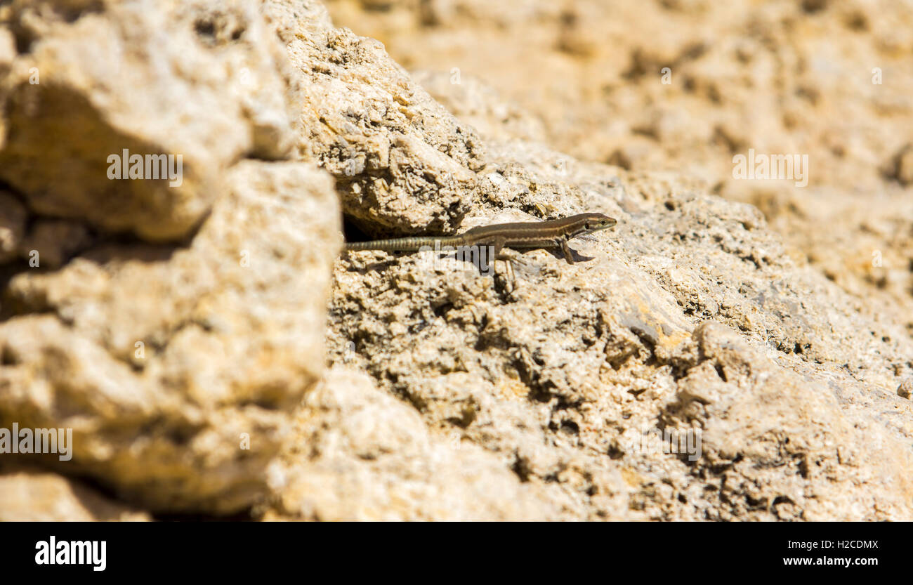 A male Maltese Wall Lizard (Podarcis filfolensis ssp maltensis) in ...