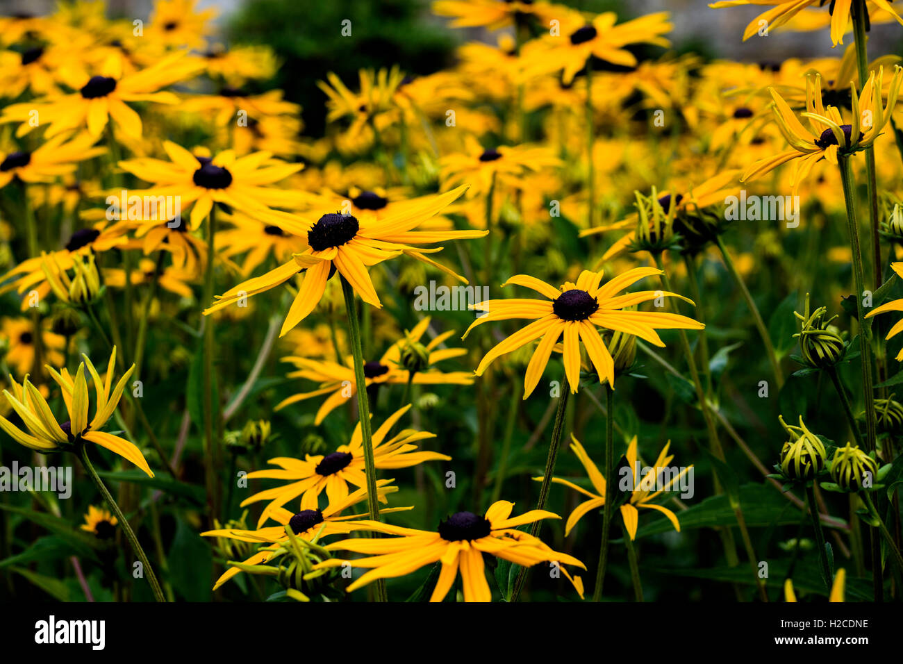 Yellow Flower in Pollok Country Park Gardens, GLASGOW, SCOTLAND Stock ...