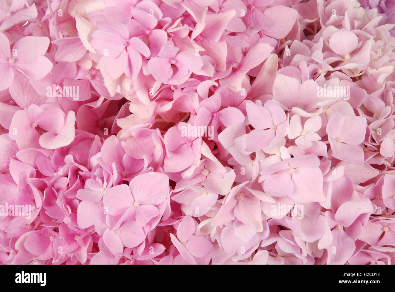 Beautiful Pink hydrangeas flower background. Natural color Stock Photo ...