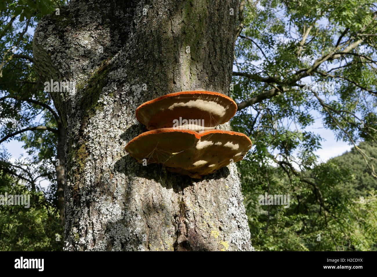 Tree Fungus Fomitopsis High Resolution Stock Photography and Images - Alamy