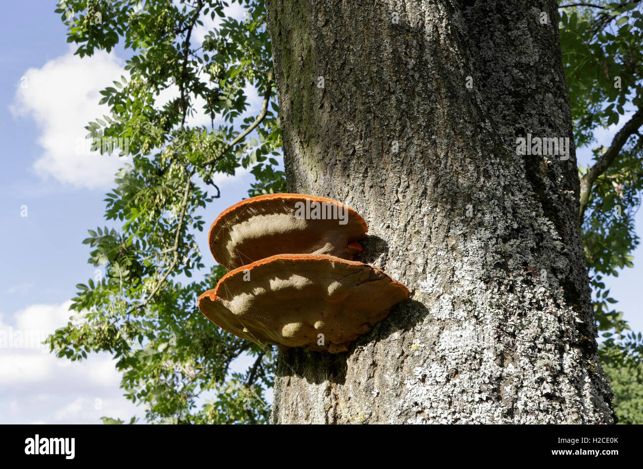 Red Belted Tree Bracket Fungus, Fomitopsis pinicola Stock Photo - Alamy
