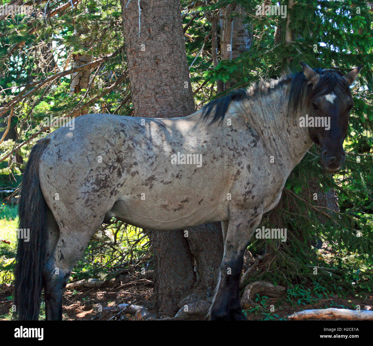 Wild horse mustang blue roan hi-res stock photography and images - Alamy