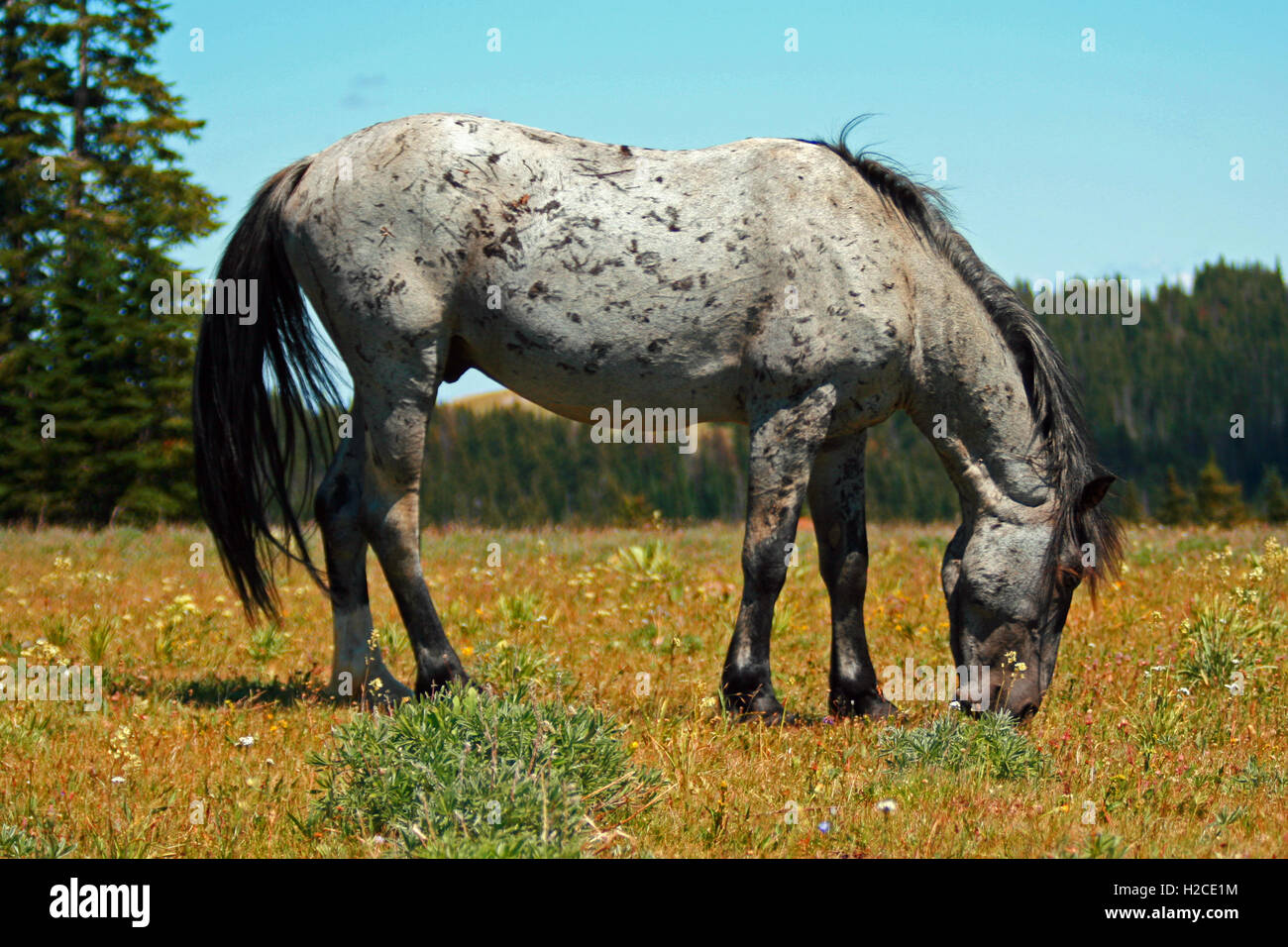 Wild Blue Roan Horse