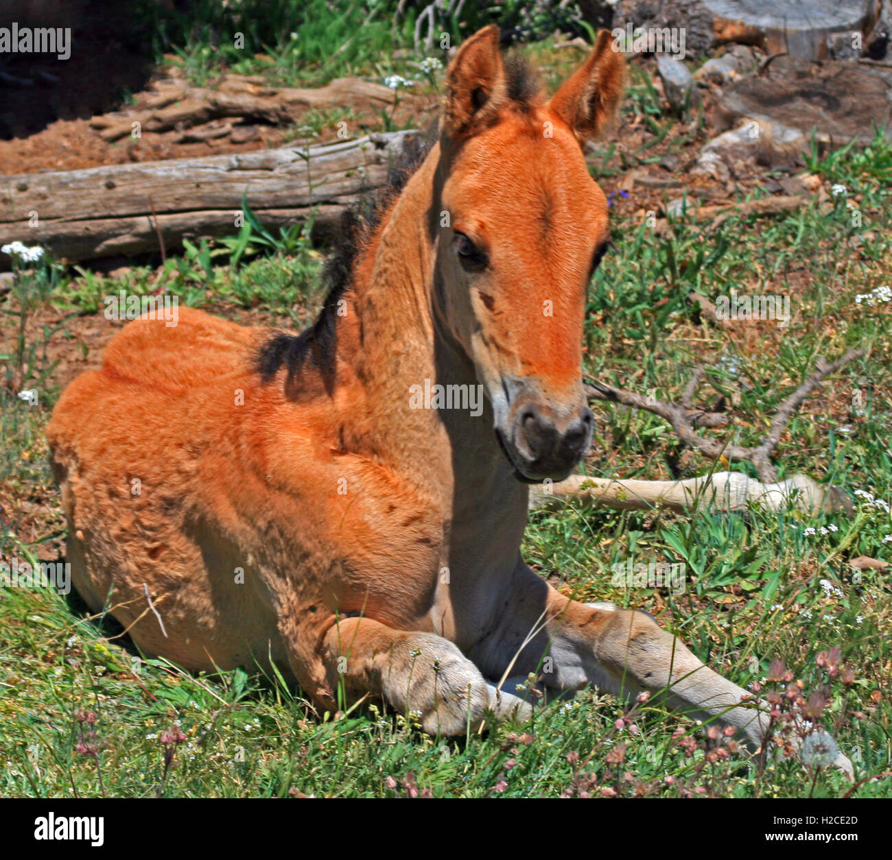 Pryor Mountain Mustang High Resolution Stock Photography and Images - Alamy
