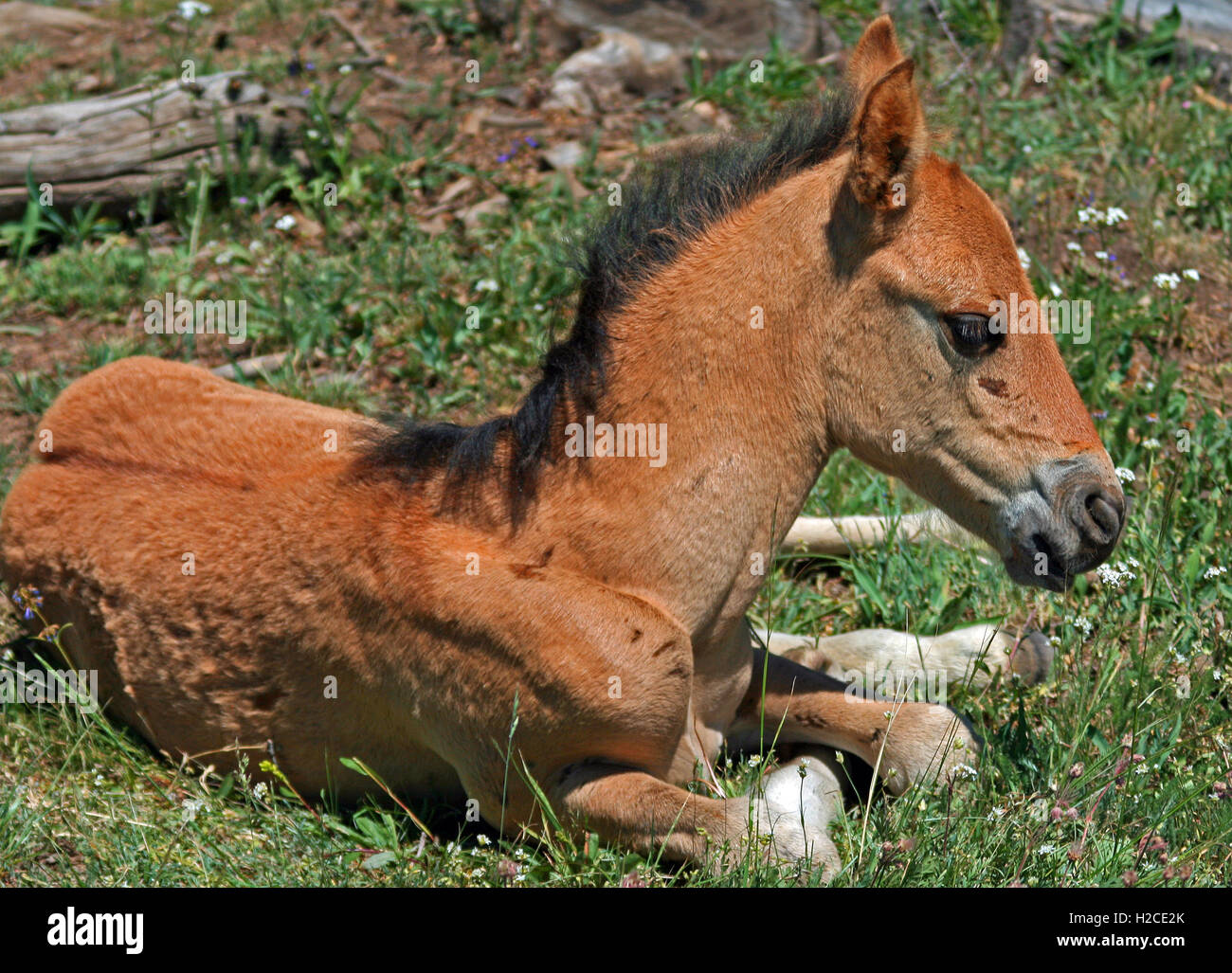 Wild Horse Mustang Buckskin Baby Colt Foal laying in the grass on Pryor ...