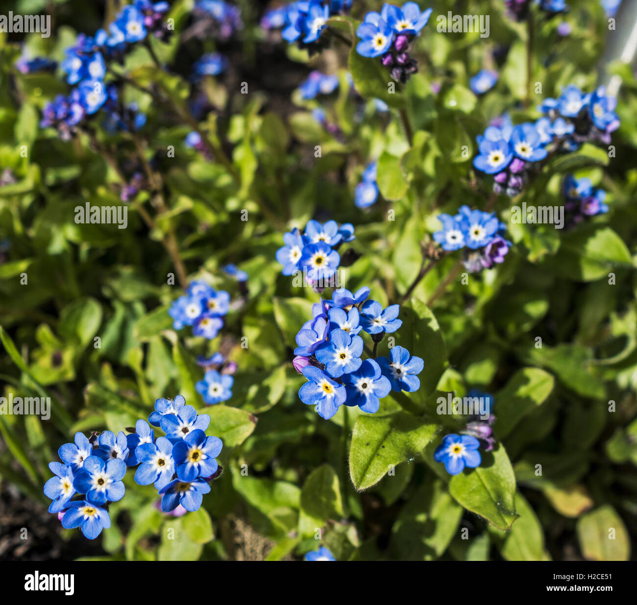 Flower of the Green Alkanet, Pentaglottis sempervirens, plant Stock ...