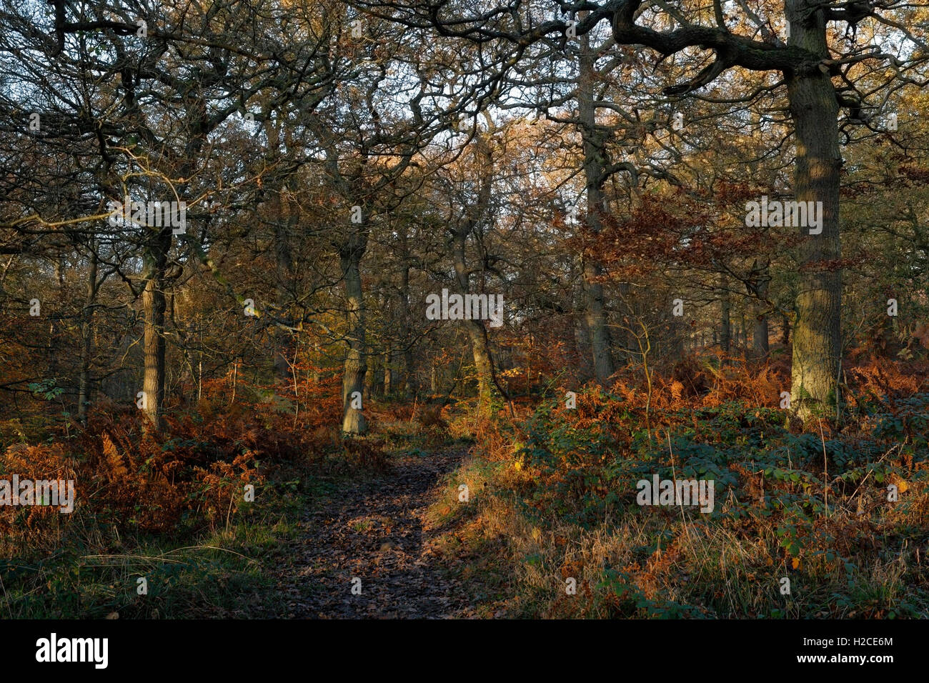English fall foliage hi-res stock photography and images - Alamy