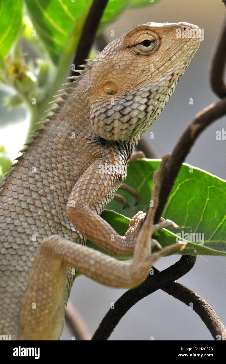 Indian species of lizards hi-res stock photography and images - Alamy