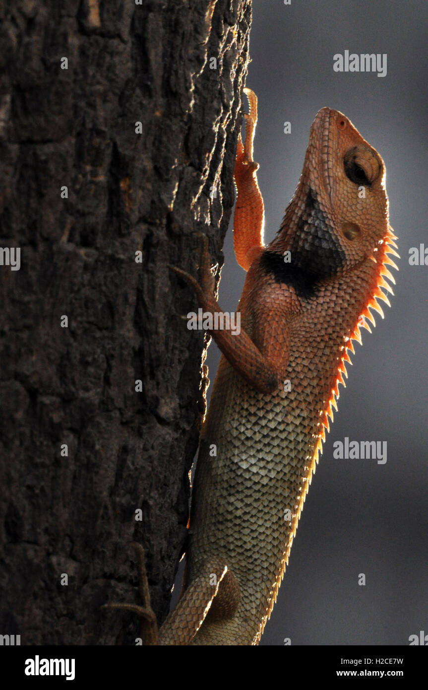 Noida, Uttar Pradesh, India - May 16, 2014 : A Male Oriental Garden ...