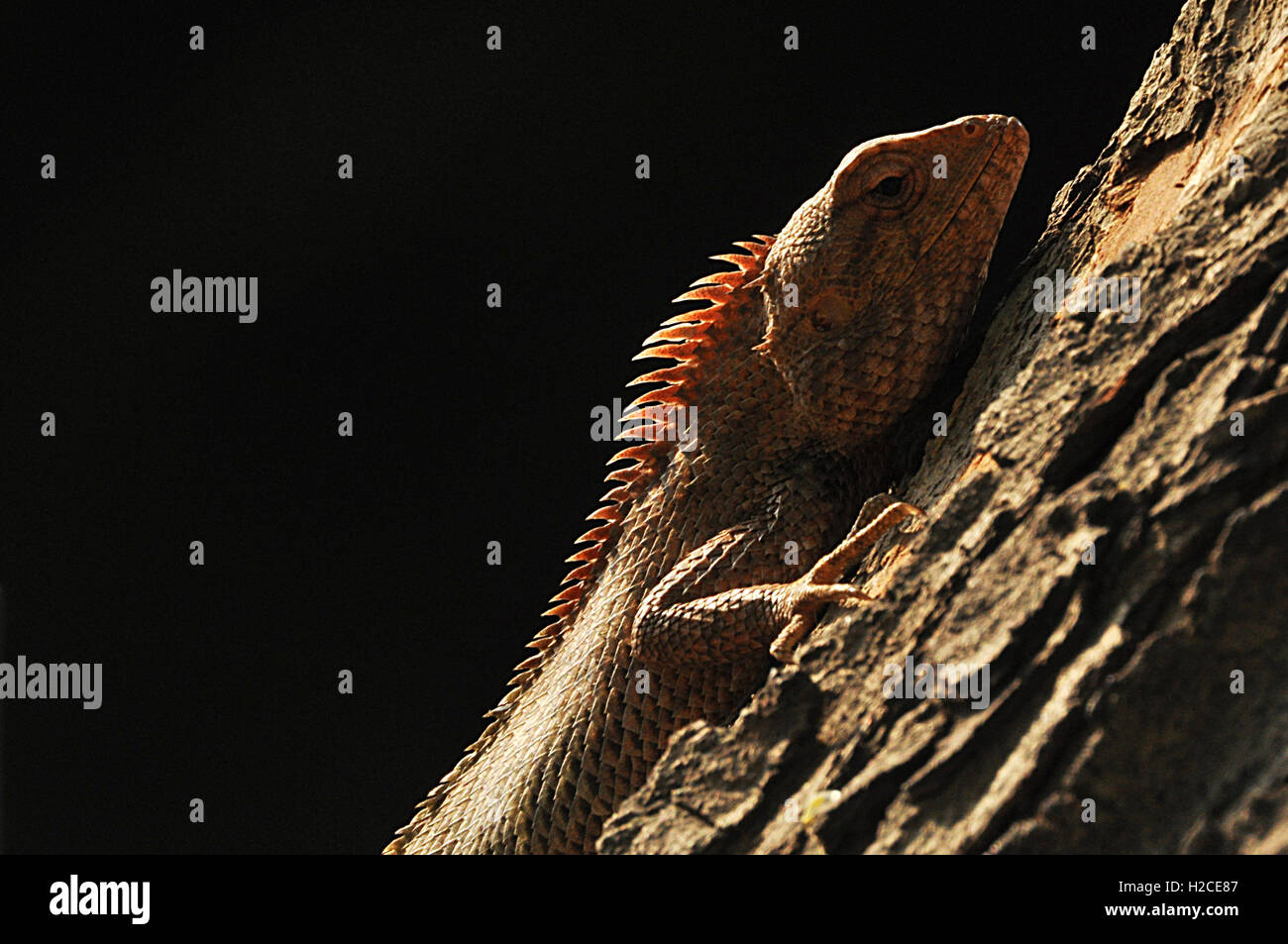 Noida, Uttar Pradesh, India- May 7, 2014 : An oriental garden lizard ...