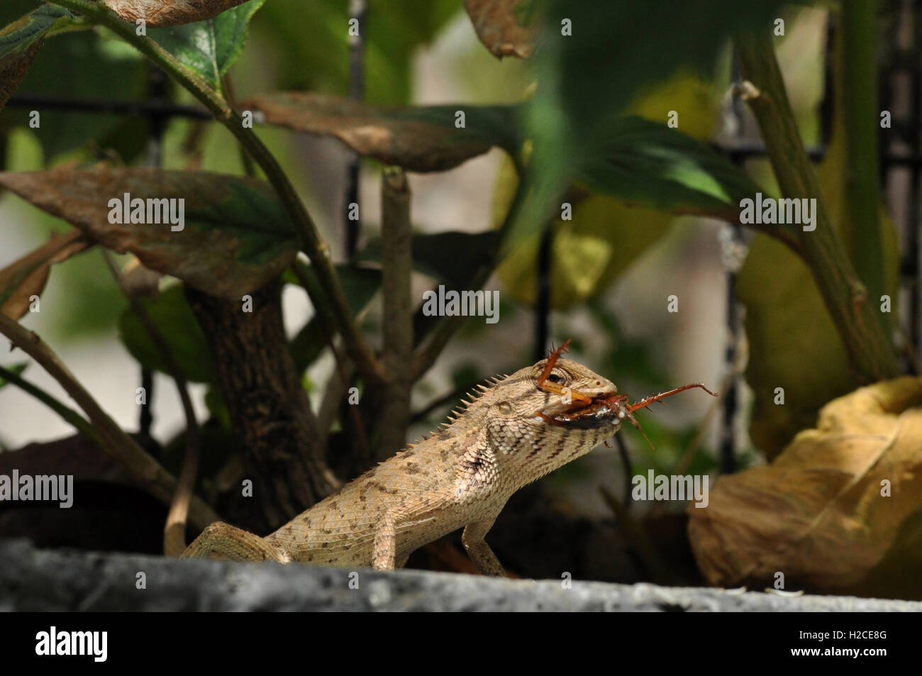 Tree lizard soil hi-res stock photography and images - Alamy