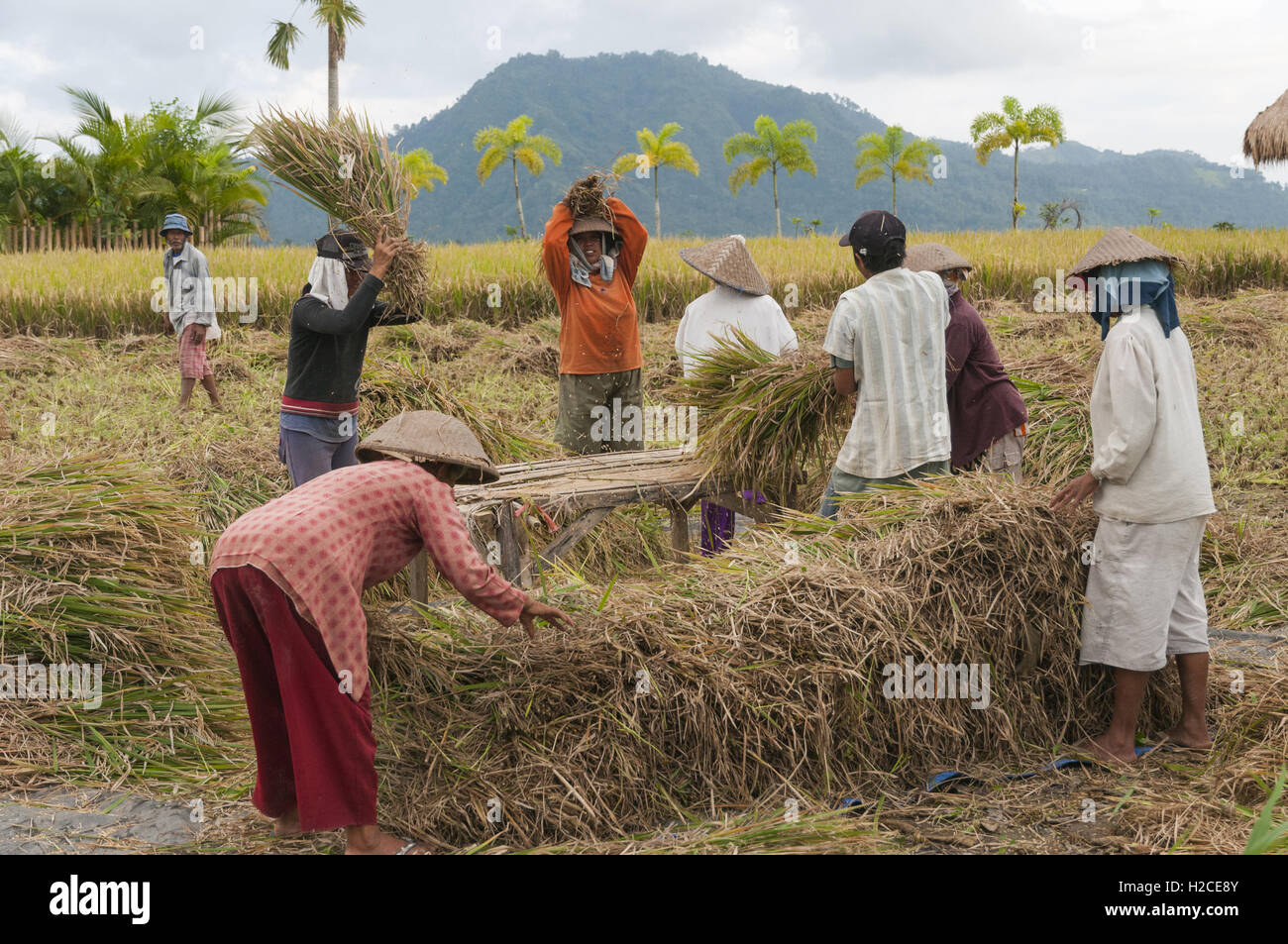 Indonesia, Bali, Sidemen, Threshing rice Stock Photo - Alamy