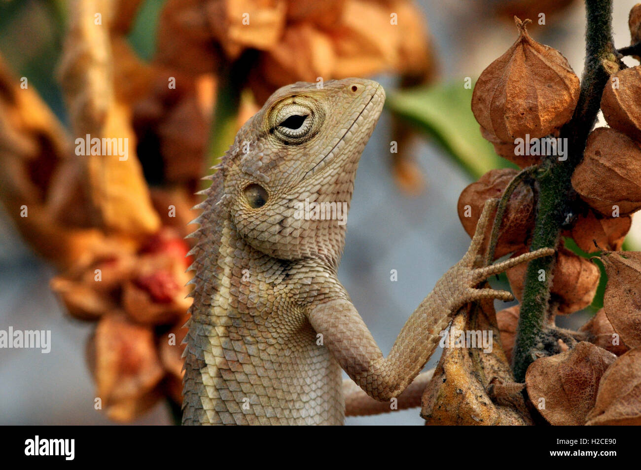 Indian garden lizard on tree hi-res stock photography and images - Alamy