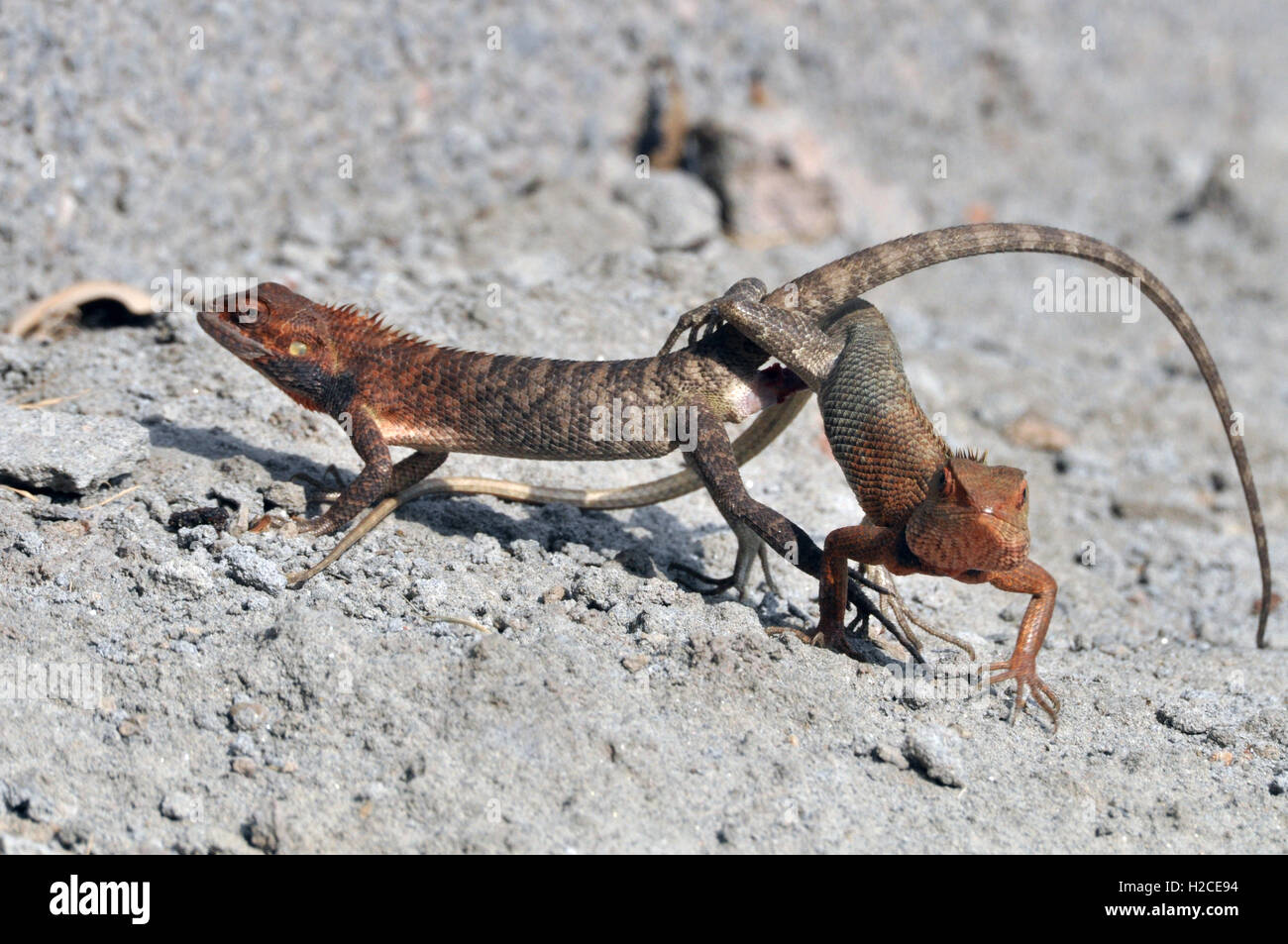In mating coloration hi-res stock photography and images - Alamy