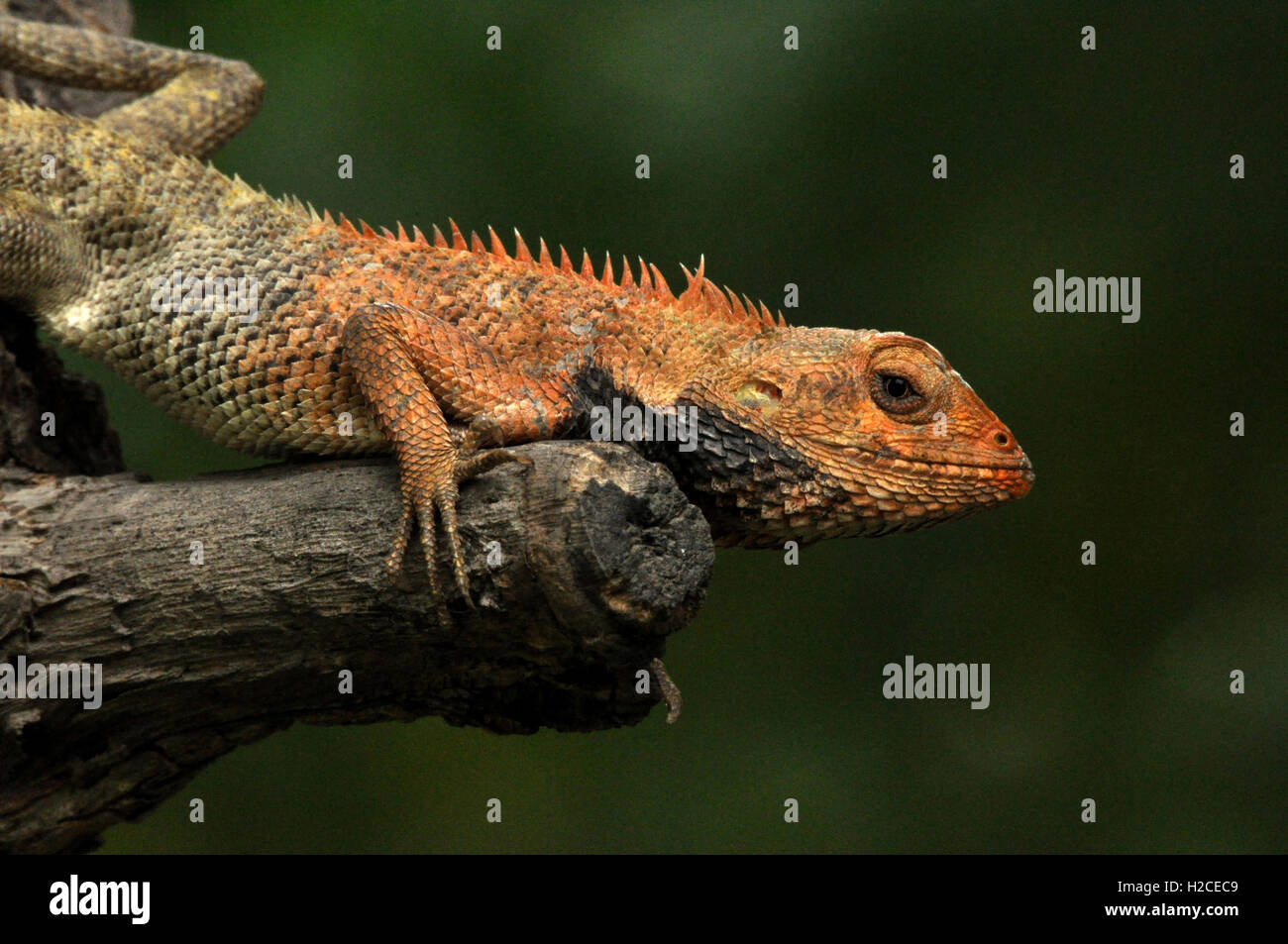 Noida, Uttar Pradesh, India- July 20, 2012: An Oriental Garden Lizard ...