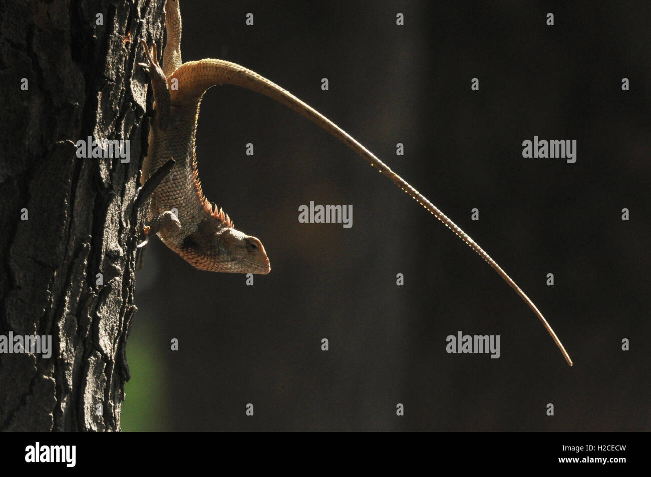 Indian garden lizard on tree hi-res stock photography and images - Alamy