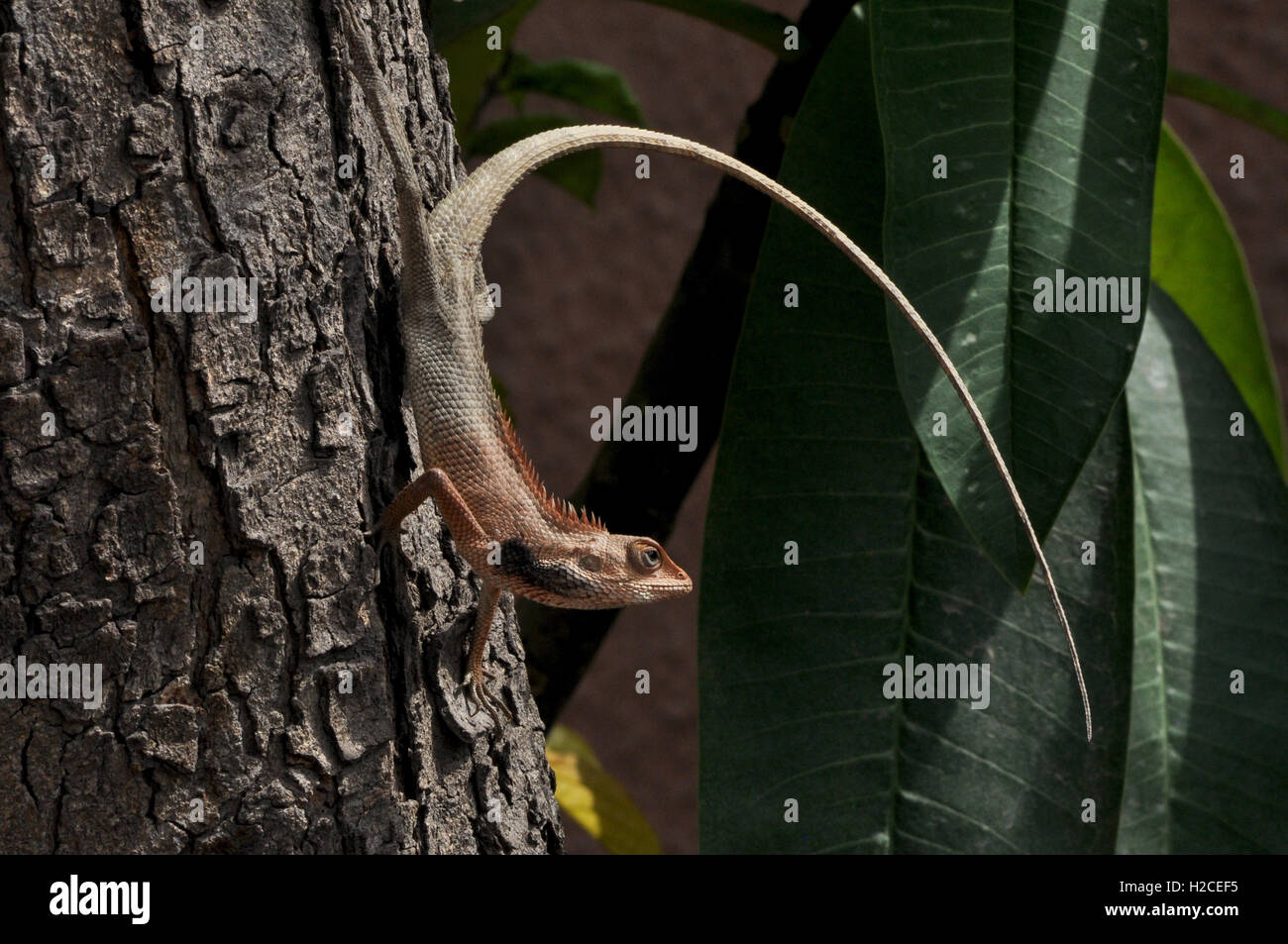 Indian garden lizard on tree hi-res stock photography and images - Alamy
