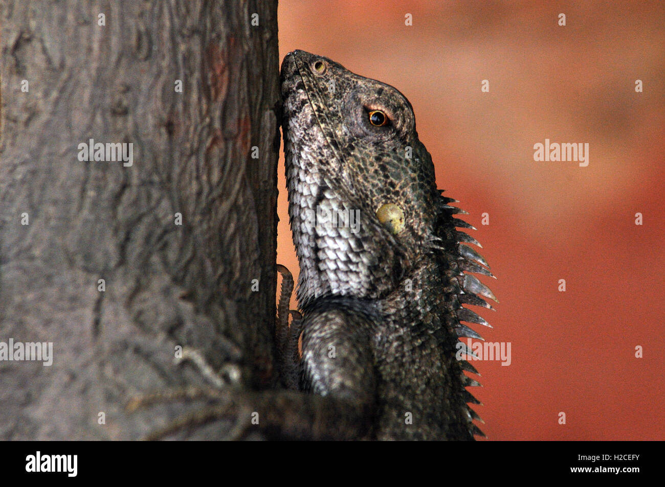 Reptiles climbing trees hi-res stock photography and images - Alamy