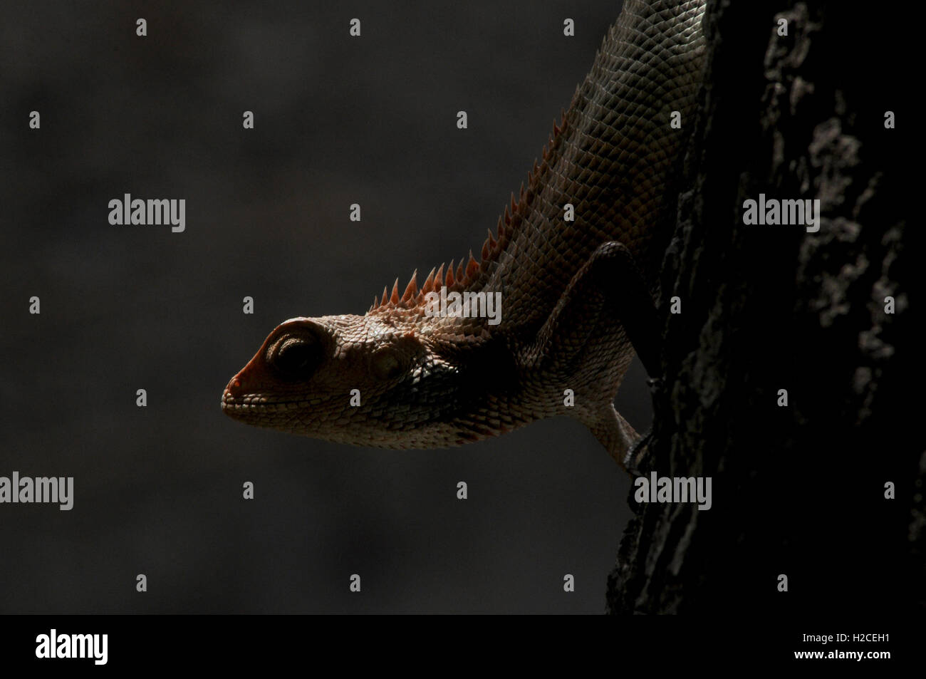 Tree lizard soil hi-res stock photography and images - Alamy