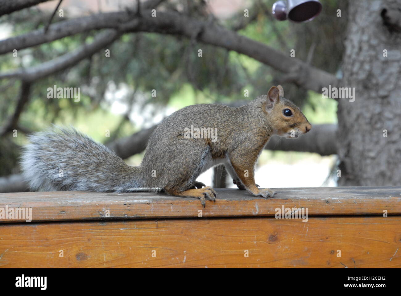 American black squirrel hi-res stock photography and images - Alamy