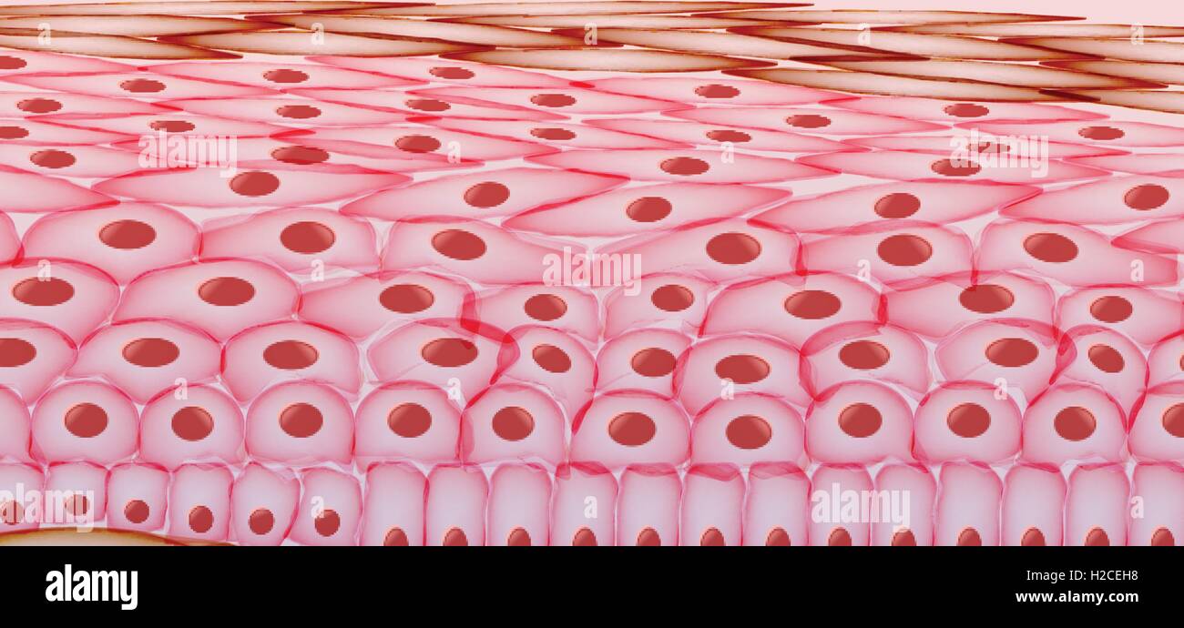 Skin Cells, Layers Stock Vector Image & Art - Alamy