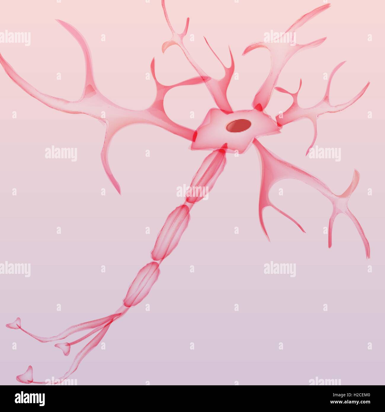 Neuron, nerve cell Stock Vector Image & Art - Alamy