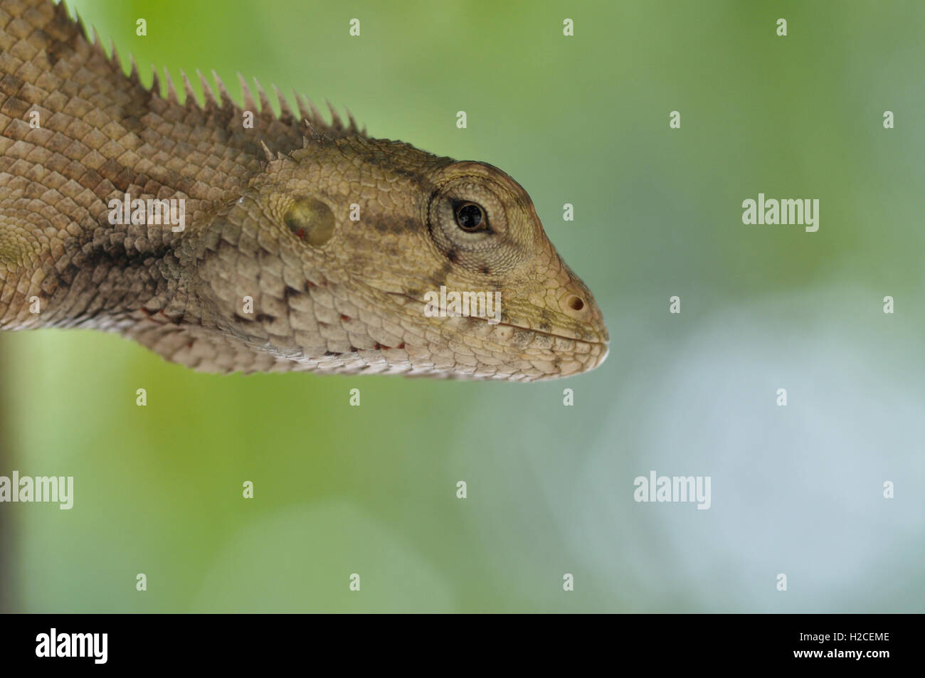 Noida, Uttar Pradesh, India -June 12, 2016 : A Close-up of head of an ...