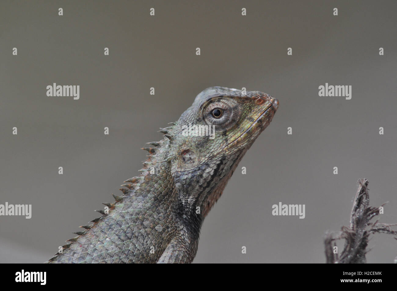 Indian garden lizard on tree hi-res stock photography and images - Alamy