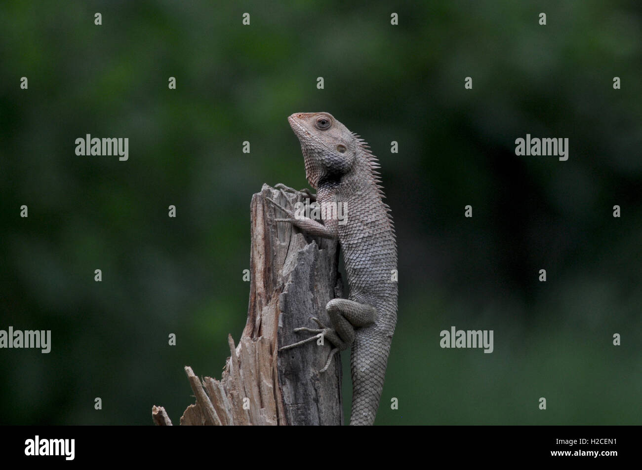 Indian garden lizard on tree hi-res stock photography and images - Alamy