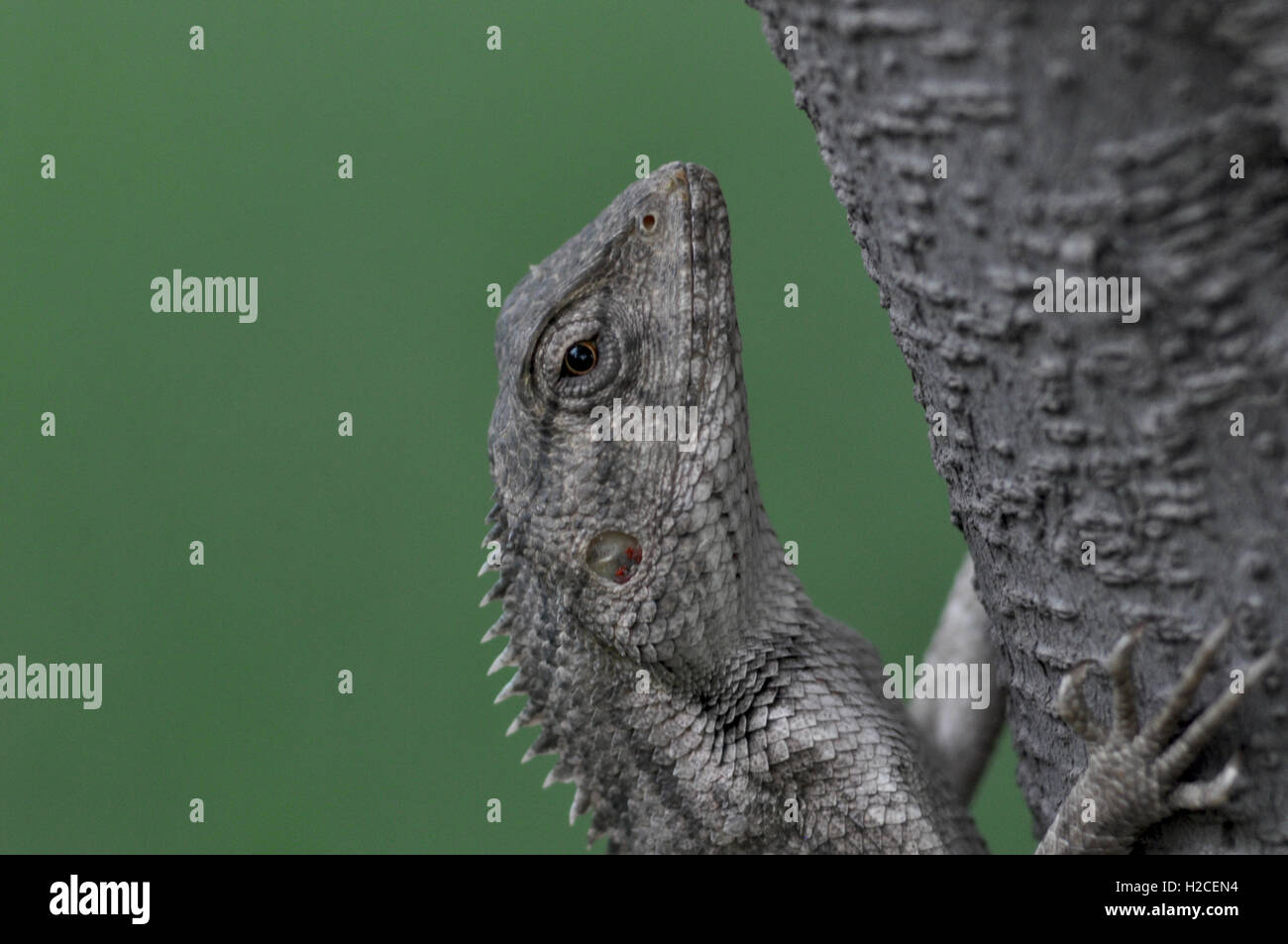 Noida, Uttar Pradesh, India- June 25, 2016 : Close-up of head of an ...