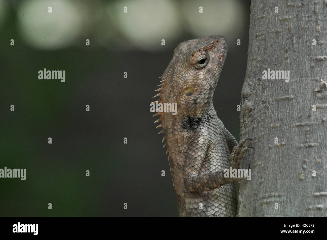 Noida, Uttar Pradesh, India- June 18, 2016: An Oriental garden lizard ...