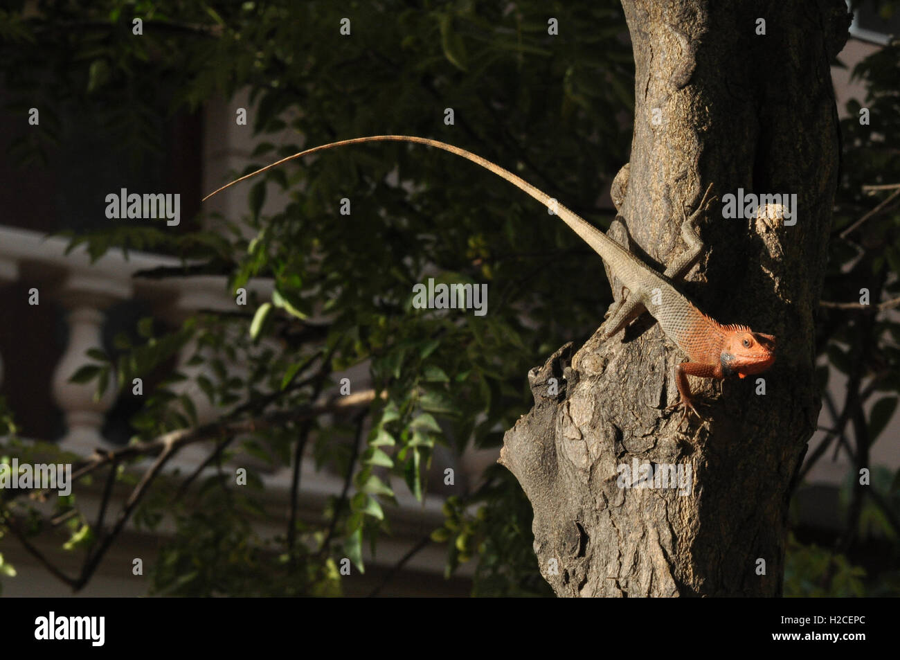 Indian garden lizard on tree hi-res stock photography and images - Alamy