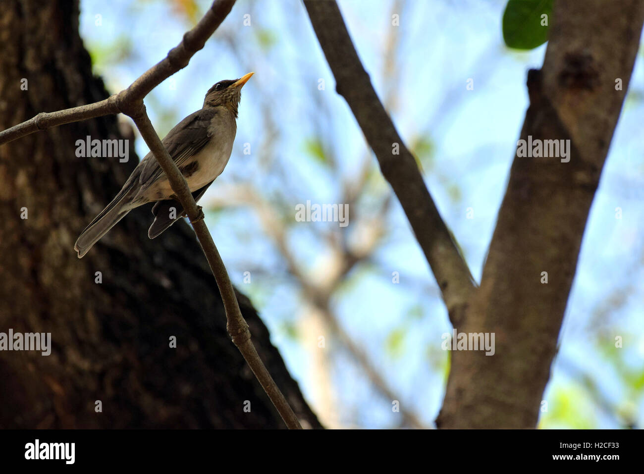 Brazil birds hi-res stock photography and images - Alamy