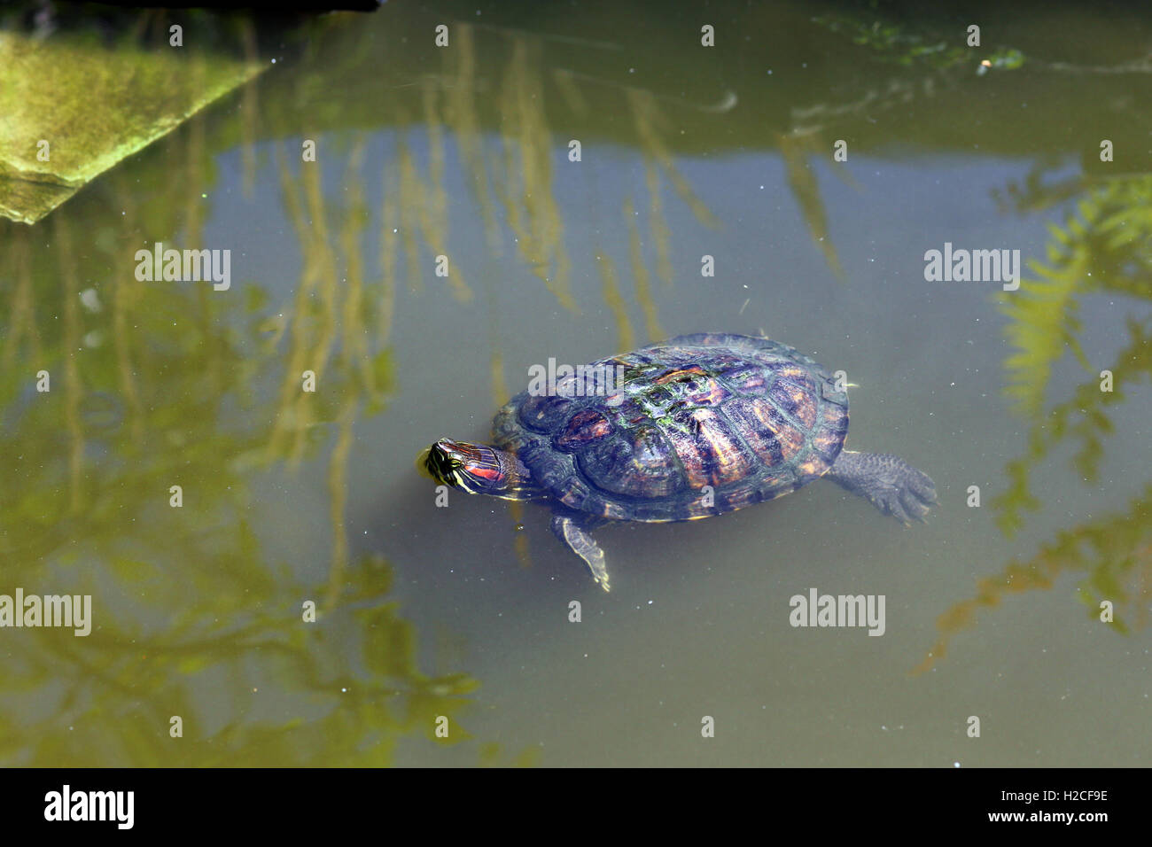 A turtle swimming in a pond Stock Photo - Alamy