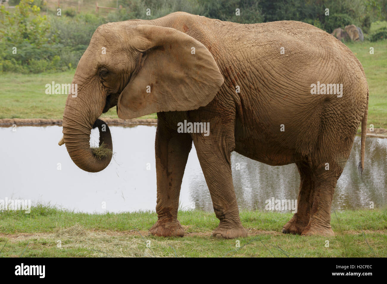African elephant isolated in hi-res stock photography and images - Alamy
